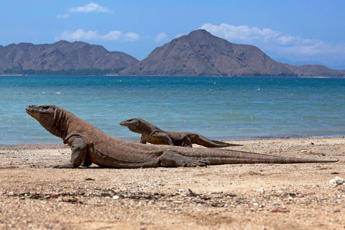 Komodo Island Animals: 10 Exotic Creatures in Wildlife Adventures