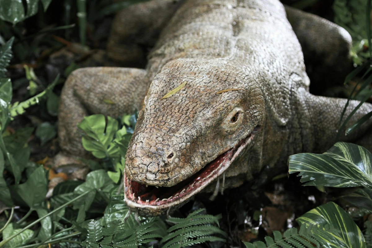 Komodo Dragon Facts: 21 Things That Will Surprise You