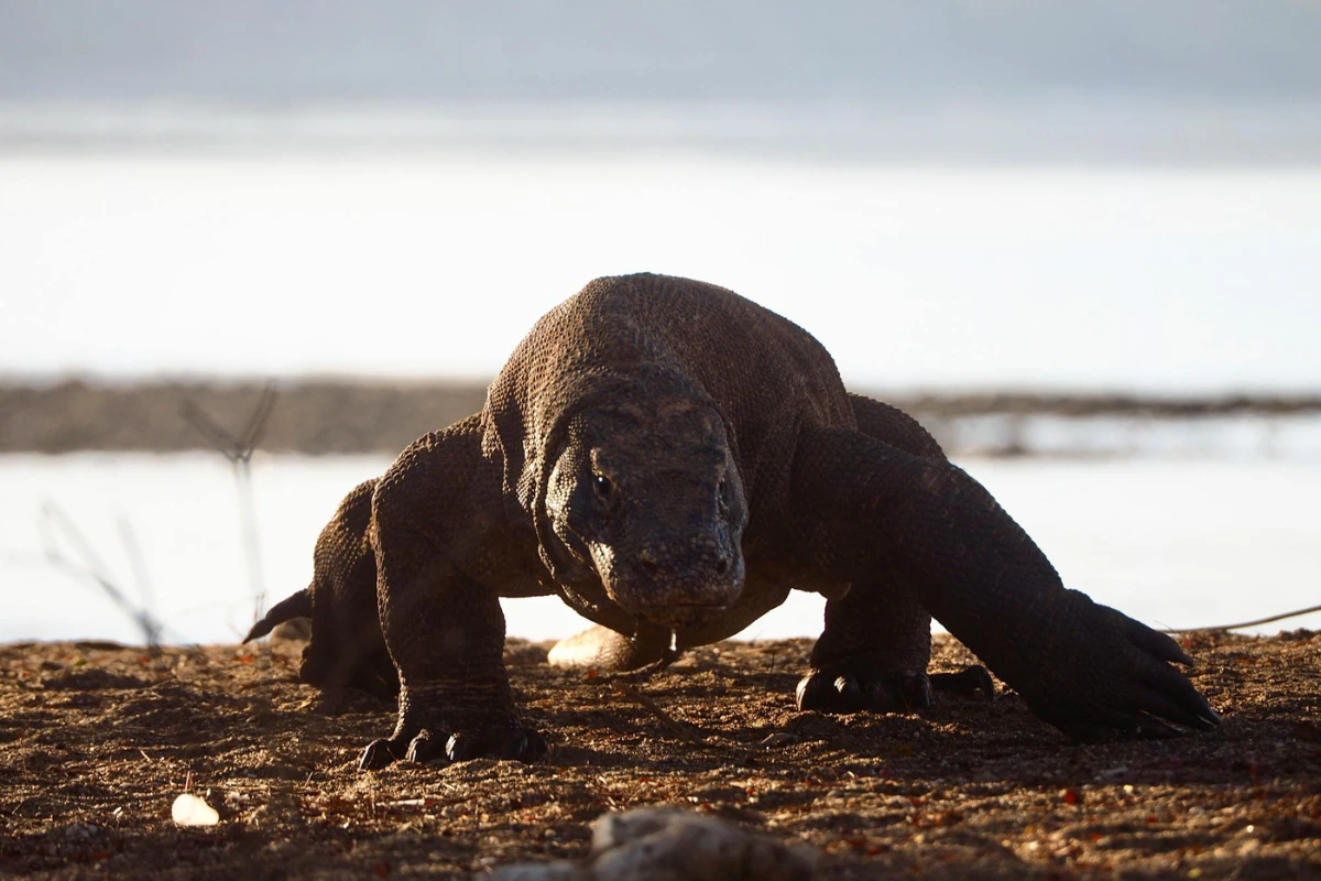 Komodo Island Animals: 10 Exotic Creatures in Wildlife Adventures