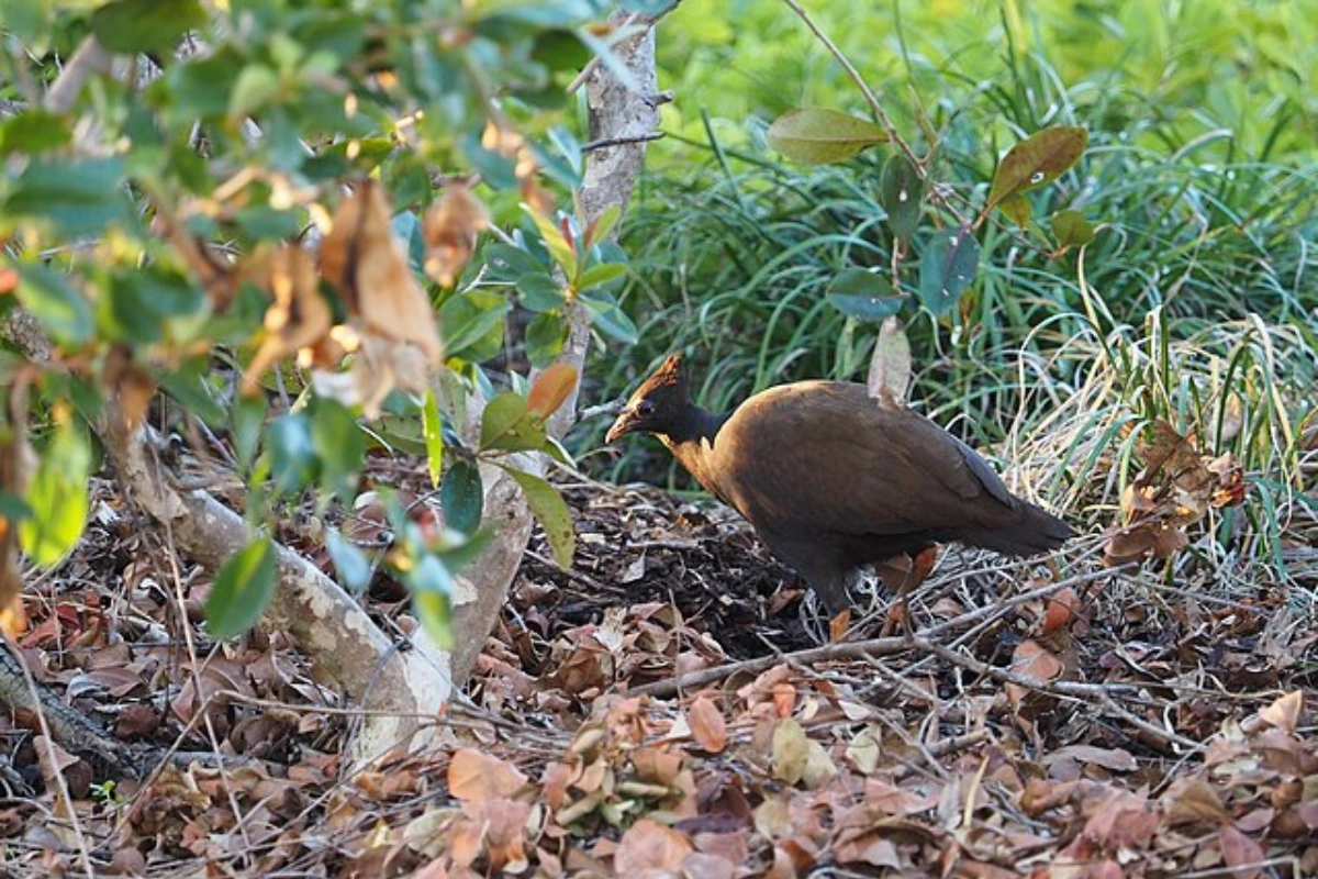 Komodo Island Animals: 10 Exotic Creatures in Wildlife Adventures