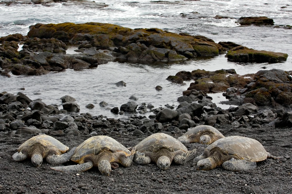 Komodo Island Animals: 10 Exotic Creatures in Wildlife Adventures