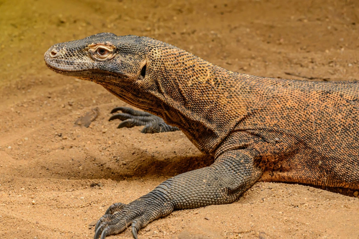 Komodo Dragon Facts: 21 Things That Will Surprise You