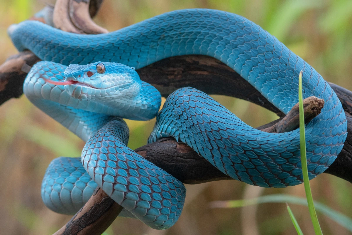 Blue Komodo Island Pit Viper: Habitat, Features, and More